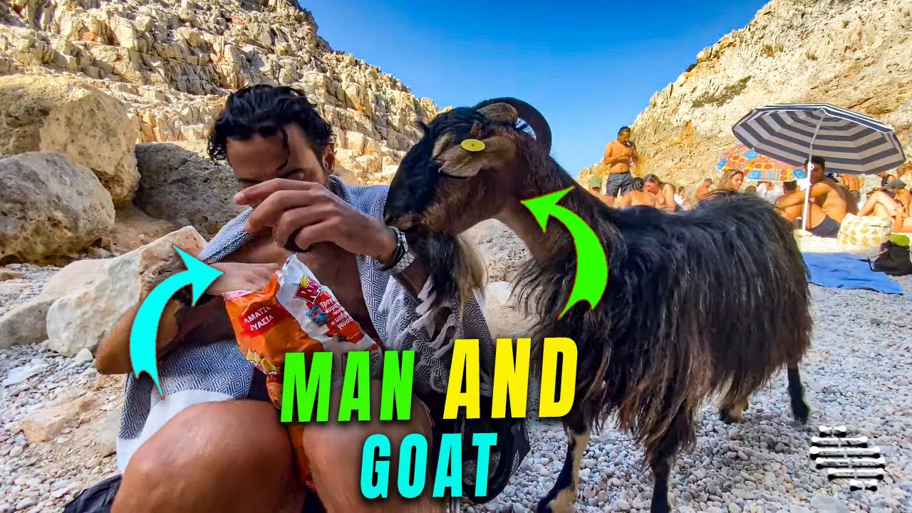 Man Feeding a Friendly Goat Some Chips - YouTube