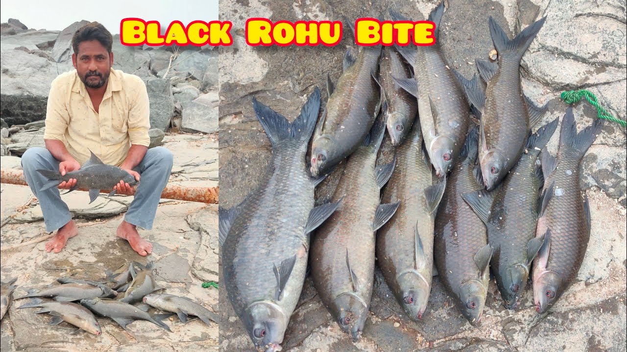 Awesome FISHING BLACK Rohu fish Catching in Krishna River Black Rohu ...