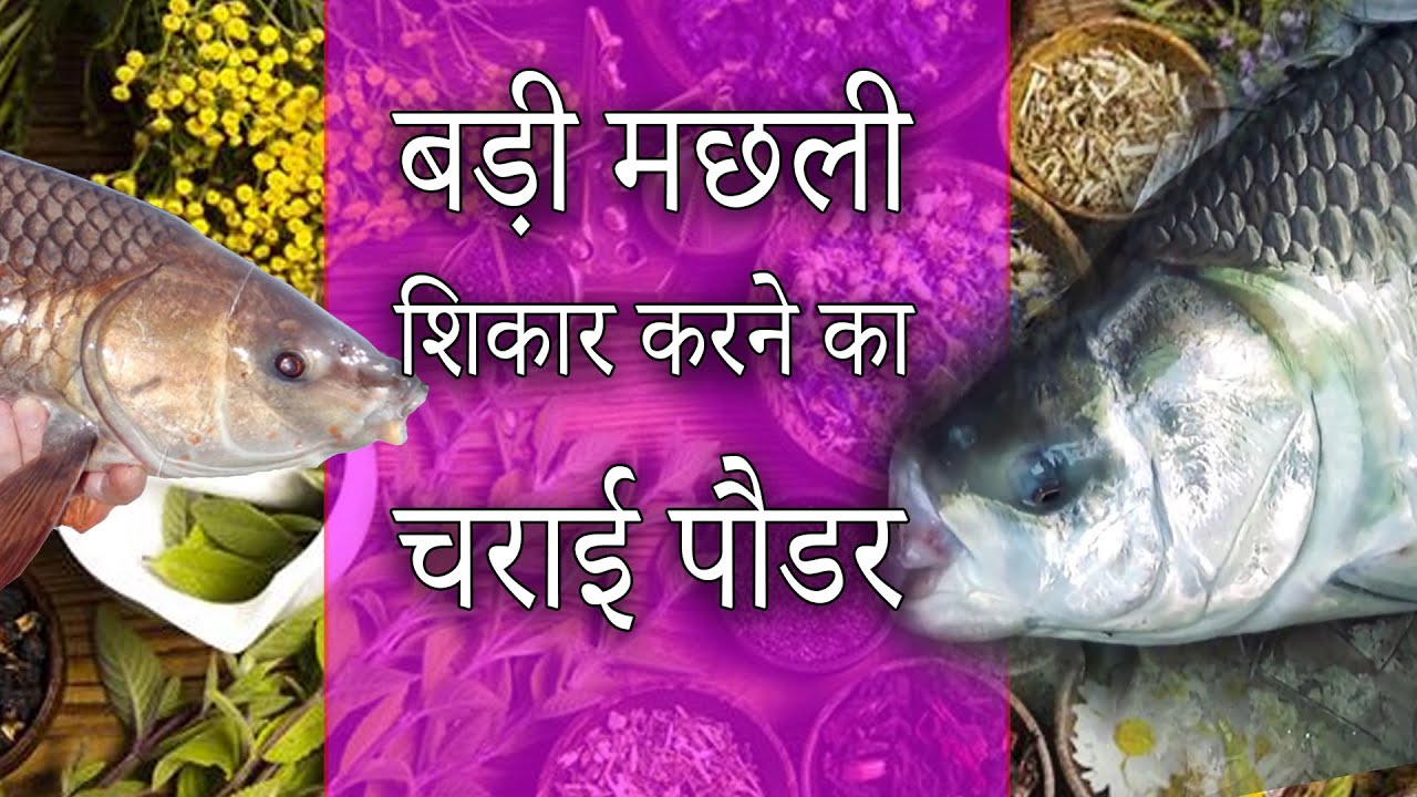 बड़ी मछली शिकार करने का चराई पौडर Amazing Kaali Charaai Powder For Rohu ...