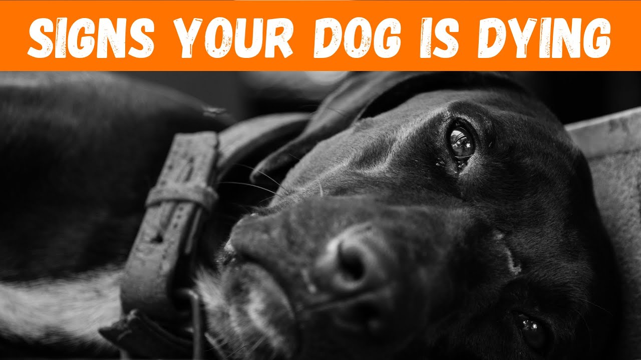 How To Recognize When Your Dog Is Dying - 7 Critical Signs - YouTube