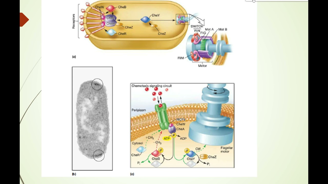 Chimiotactisme - YouTube