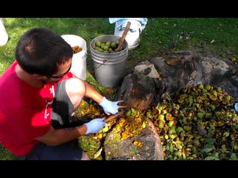 How To Crack / De-shell Harvested Ohio Black Walnuts - YouTube