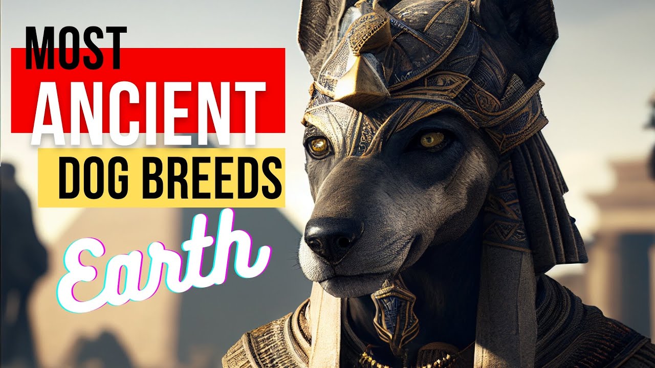 Top 10 Most Oldest Dog at Lilly Sheehy blog