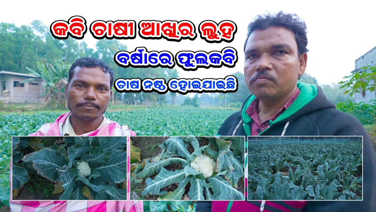 କବି ଚାଷୀ ଆଖିର ଲୁହ ll ଫୁଲ କୋବି ଚାଷ କେଉଁ ମାସରୁ ଆରମ୍ଭ କରିବେ ll fulakobi ...