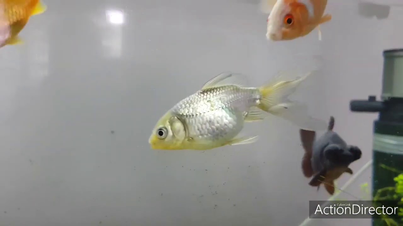 goldfish gang lV - YouTube