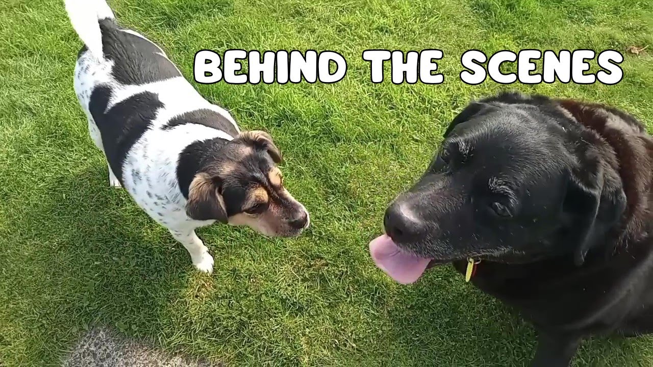 Behind The Scenes Of Dog Steals Treat - YouTube