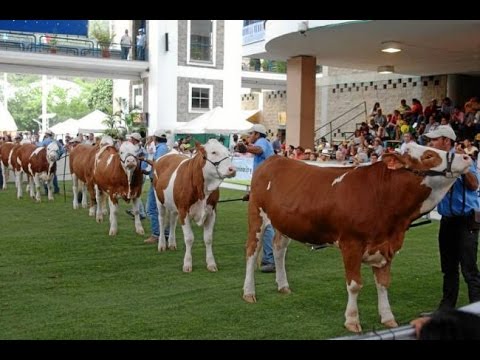 Muestra Comercial Ganado Simmental - TvAgro por Juan Gonzalo Angel ...