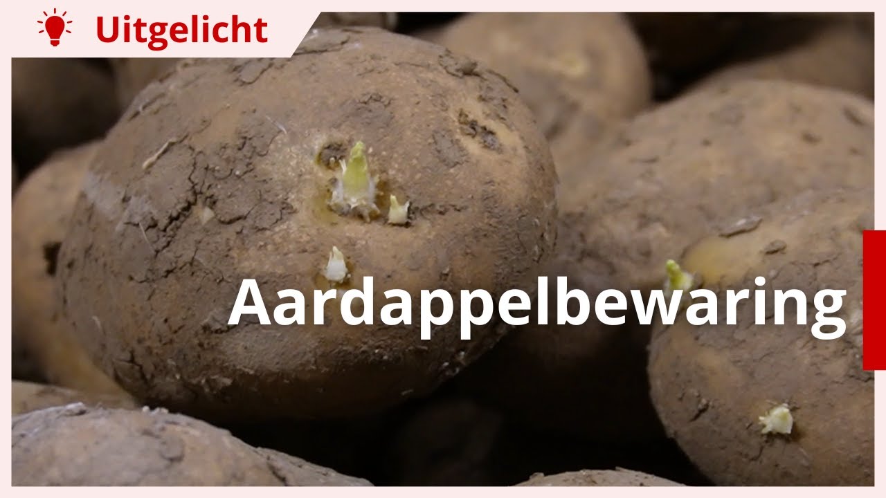 Uitgelicht | Bewaring van aardappel: hoe doe je dit optimaal? - YouTube