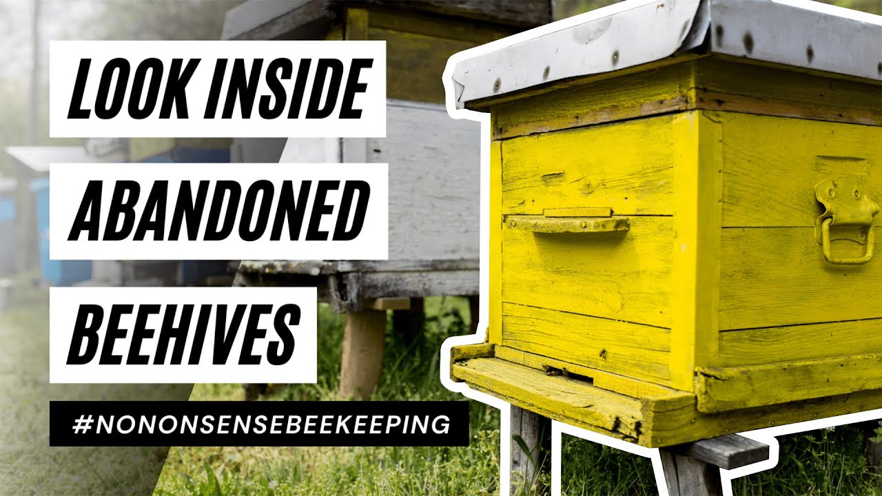 Abandoned Hives - Abandoned Beehives - Why Are Beehives Abandoned ...