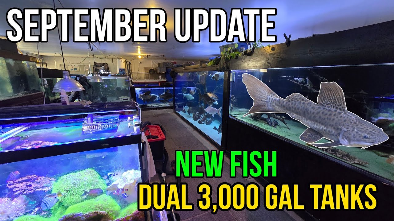 September Update: New Fish, Tank Build Update, and More - YouTube