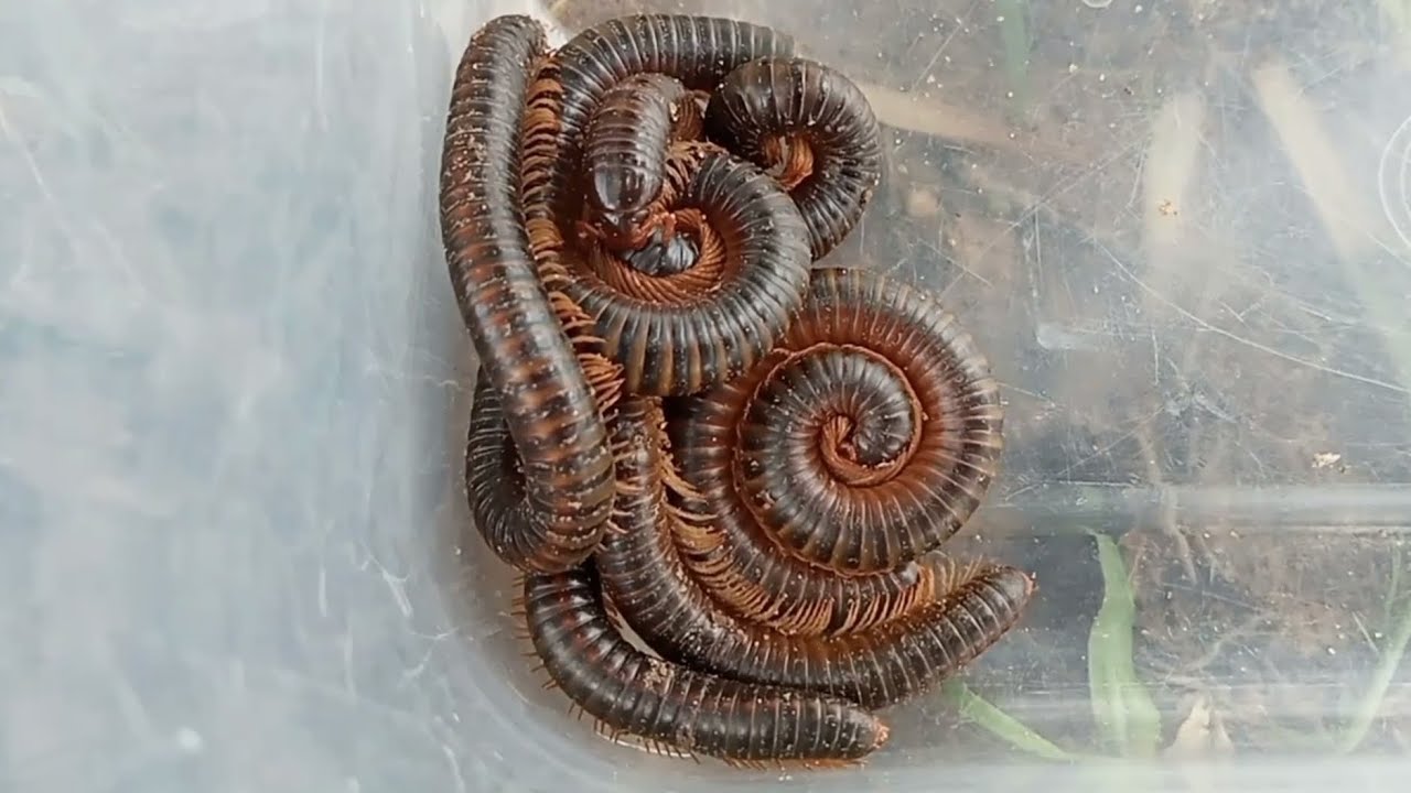 Finding Unique Insect In The Wild | Daily Insect | - YouTube