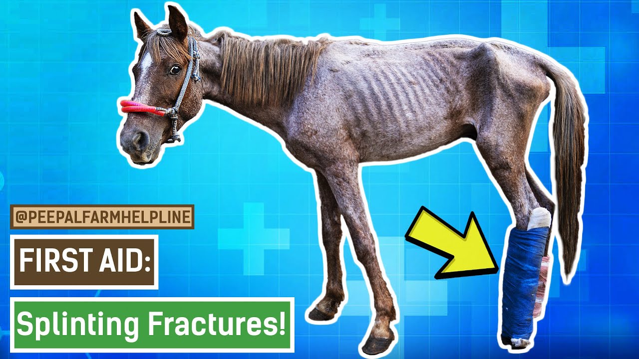 How to Splint Large Animal Fractures (Eng with Hindi Sub) || Animal ...