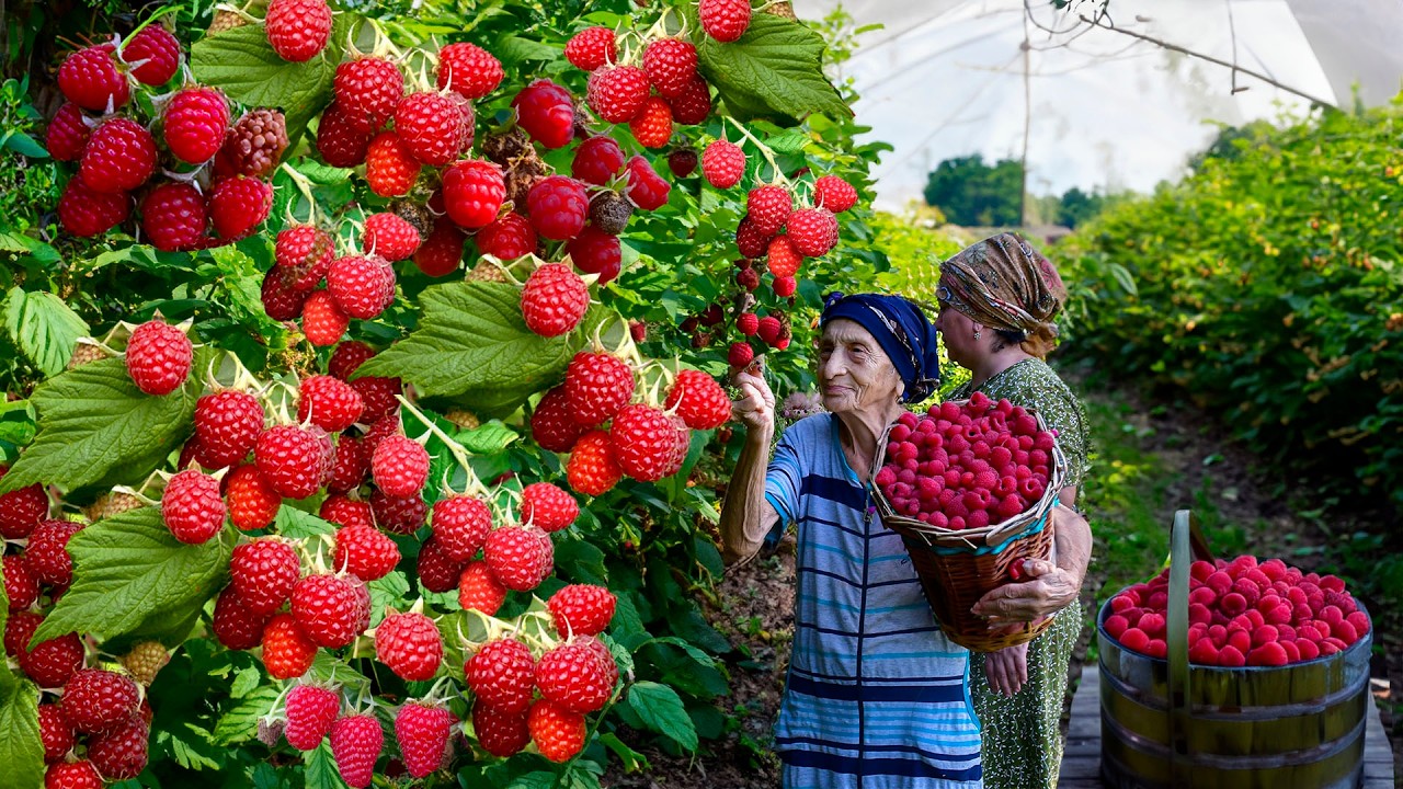Harvesting Organic Raspberries | Making Jam And Pie - Winter Prep - YouTube
