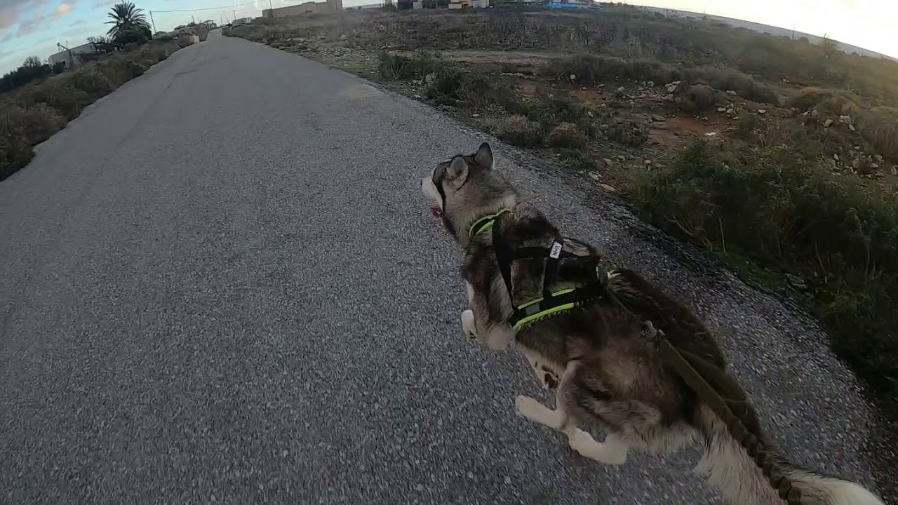 Thor my siberian husky pulls longboard - YouTube
