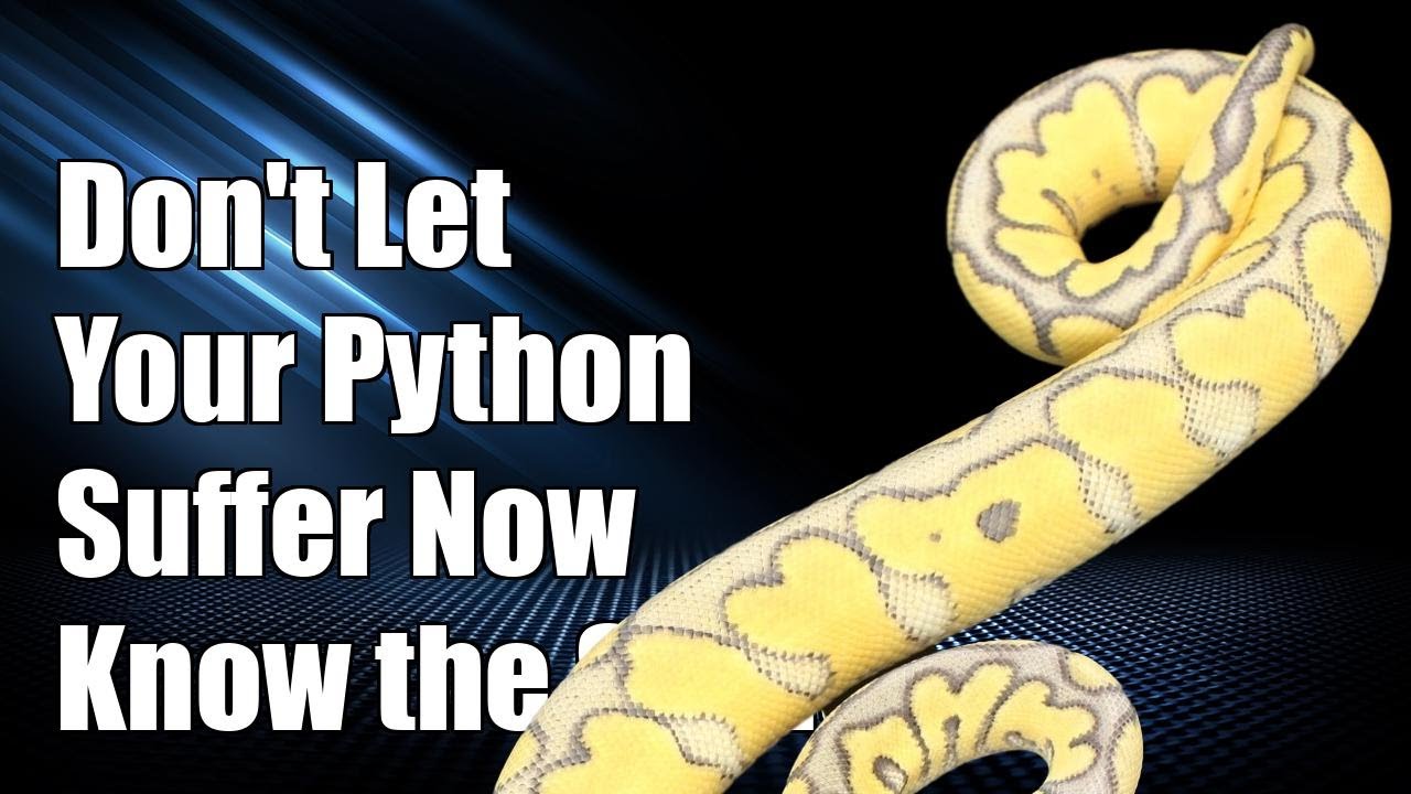 Don't Let Your Ball Python Suffer: Key Signs of Dehydration You Must ...