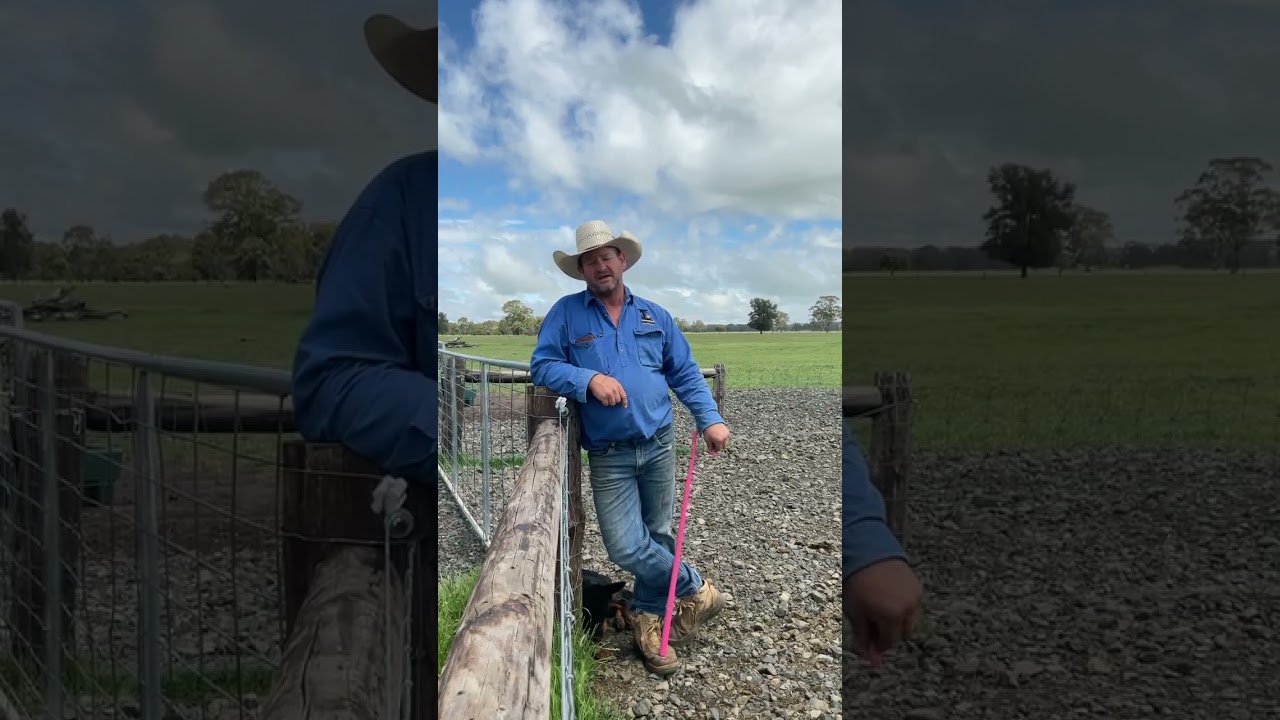 Enduro Working Dog Plus - YouTube
