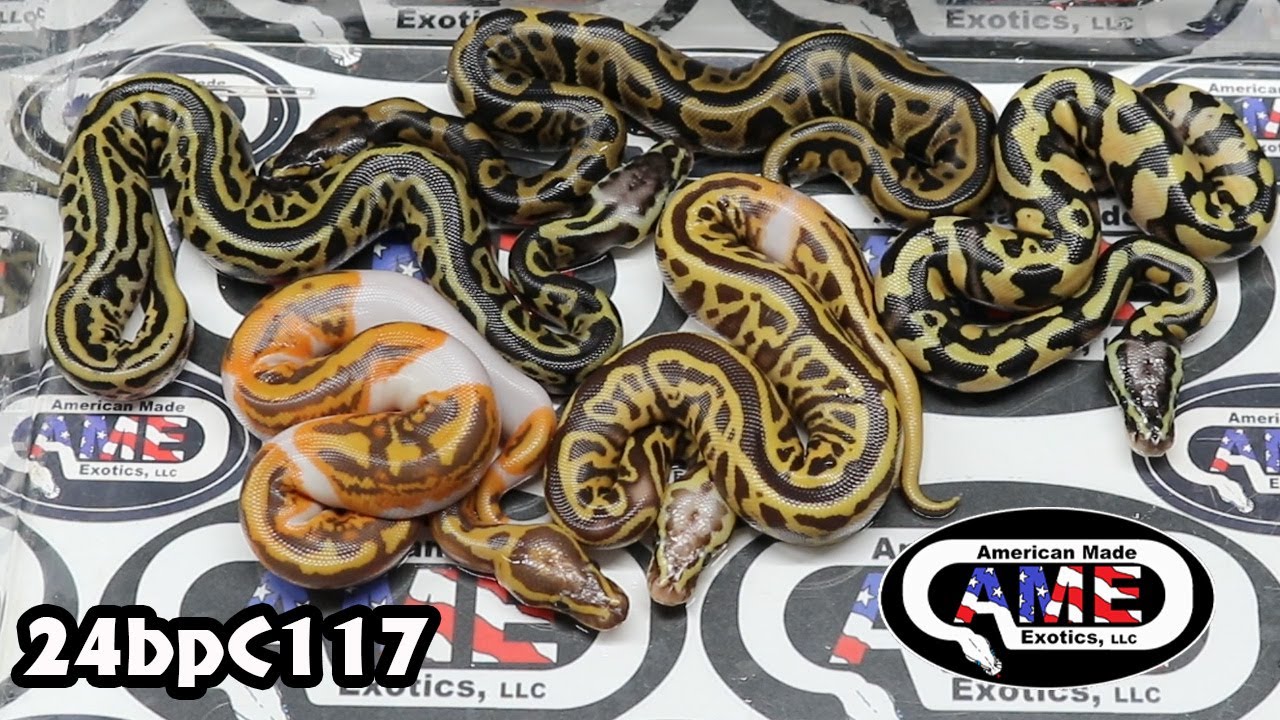 24bpC117 fm Ultramel Het Pied x m Pied pos Pastel Leopard YB Het ...
