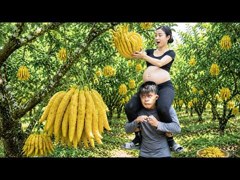 166 Days Harvesting Giant Buddha's Hand Citron to Sell ❗ This Rare Fruit Made a Pregnant Woman Rich