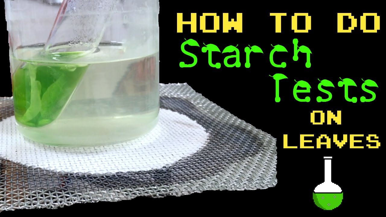 How to do starch tests on leaves - A practical guide with Mr Pash ...
