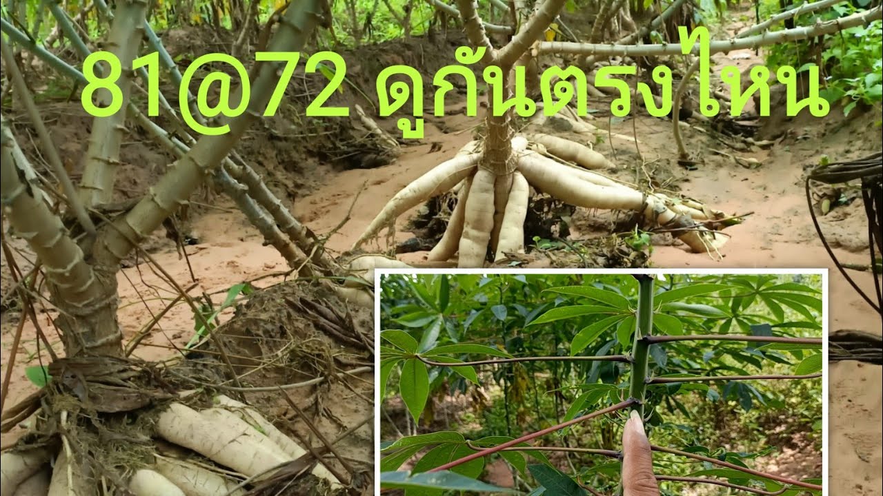 สายพันธุ์มันสำปะหลังที่จำแนกอยากที่สุด คือสายพันธุ์ ระยอง 81@72 - YouTube