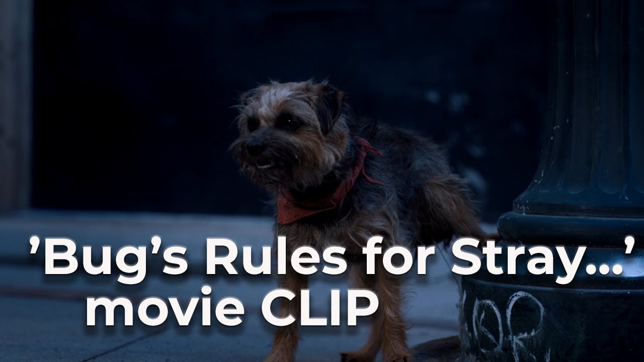 Strays (2023) Movie Clip 'Bug’s Rules for Stray life ' - YouTube