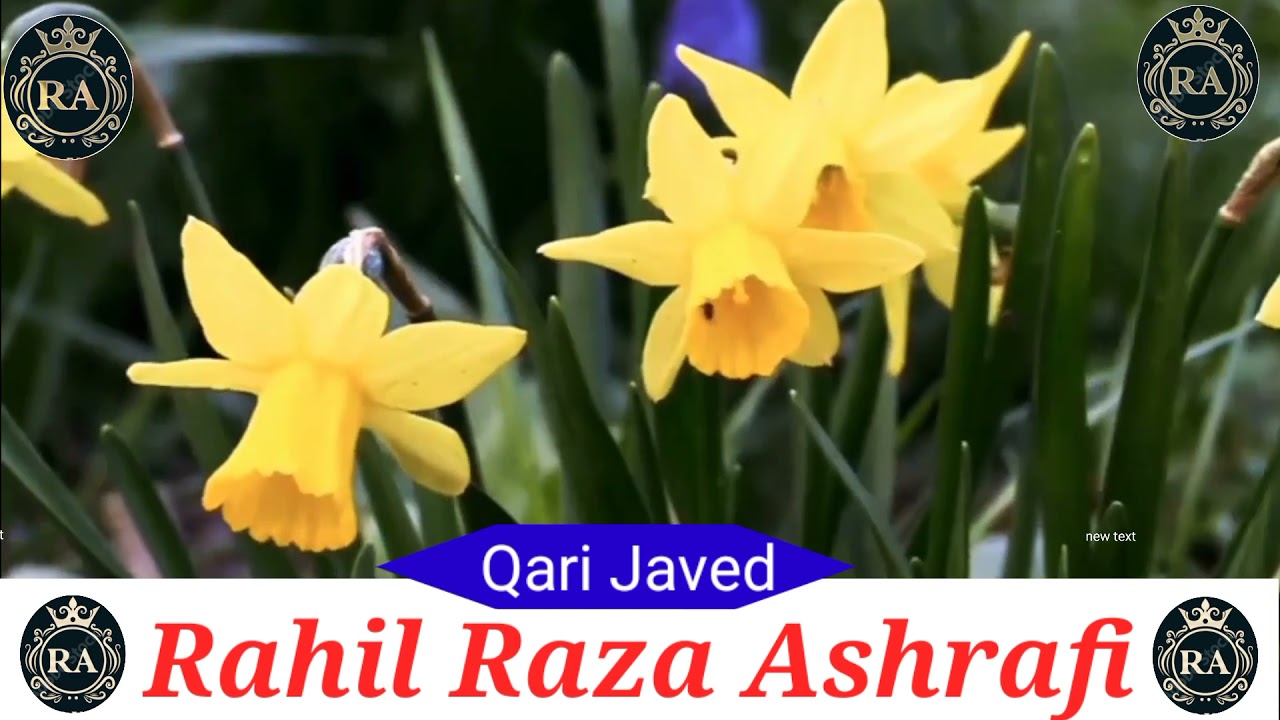 سورہ رحمن کی تلاوت آپ بھی سنے قاری جاوید دولت پوری(#) Rahil Raza ...