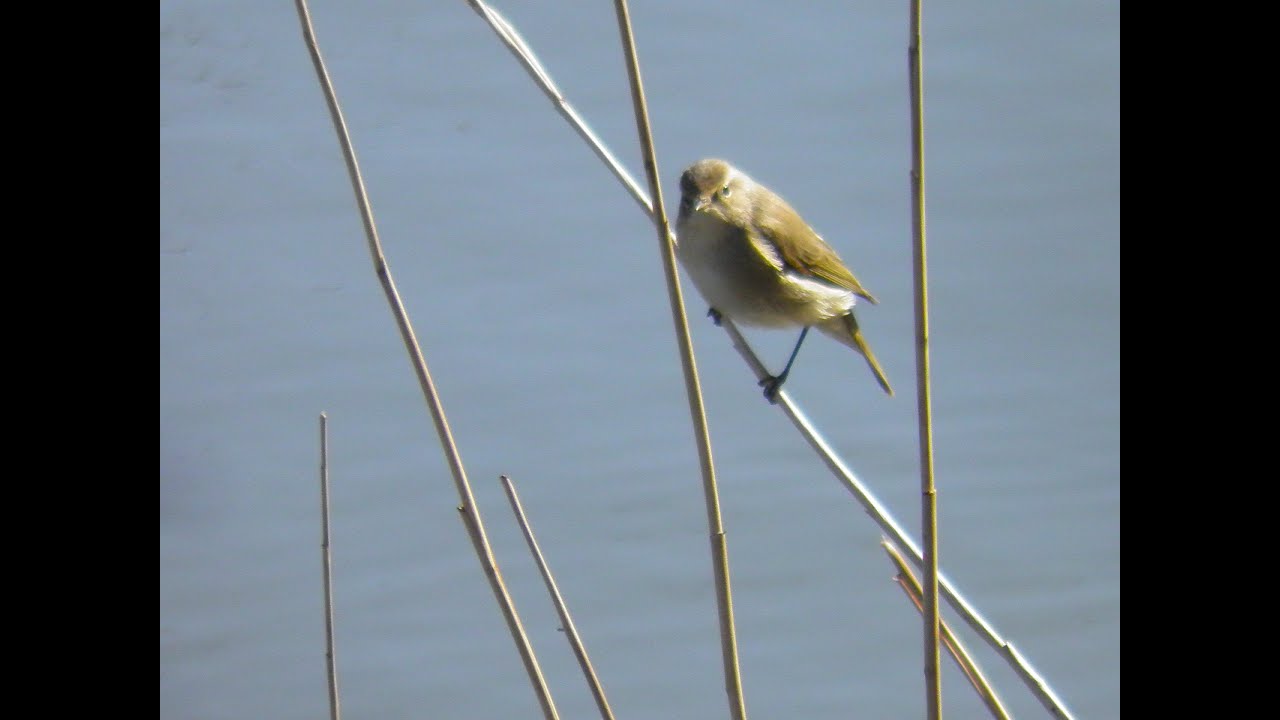 Pitulice mica cantand, Phylloscopus collibyta, Chiffchaf, song - YouTube
