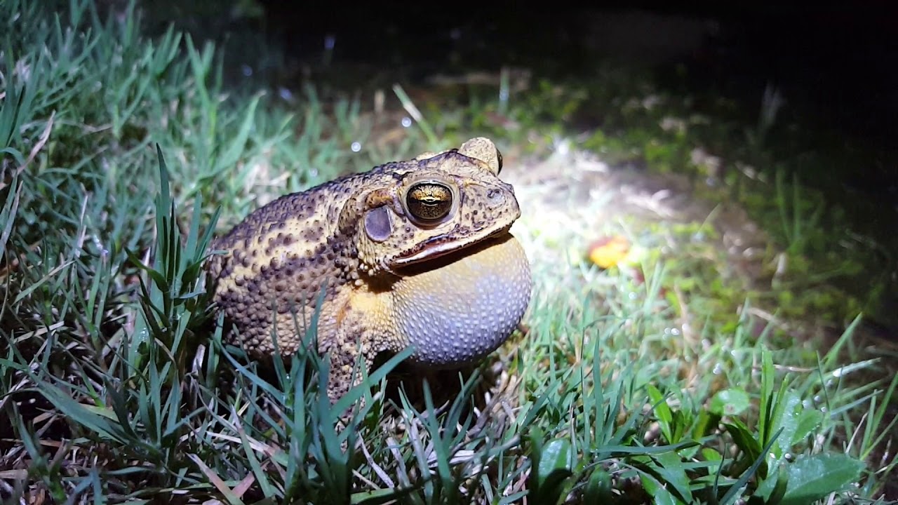 Gulf Coast Toad singing in the night with tree frog - YouTube