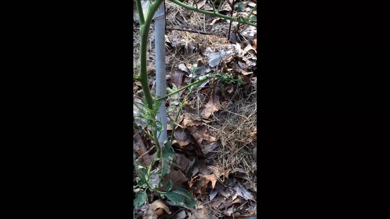 vlog 1 2016 fall tomato garden: Tycoon tomato, La Vaca tomato and Roma ...
