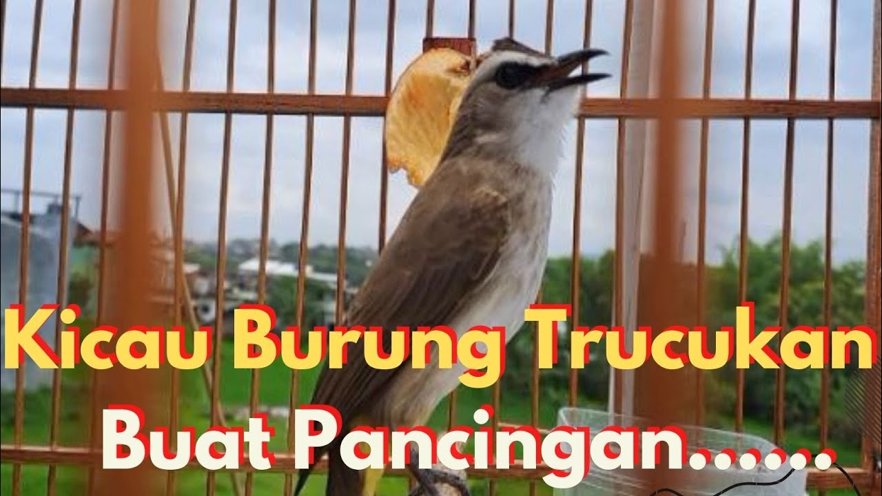 KICAU Burung Trucukan Ngalas Trucukan Lain Langsung Nyaut - YouTube