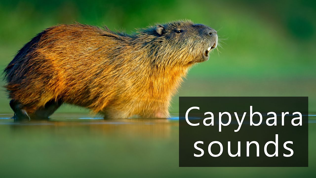 The surprising sounds of capybaras - YouTube