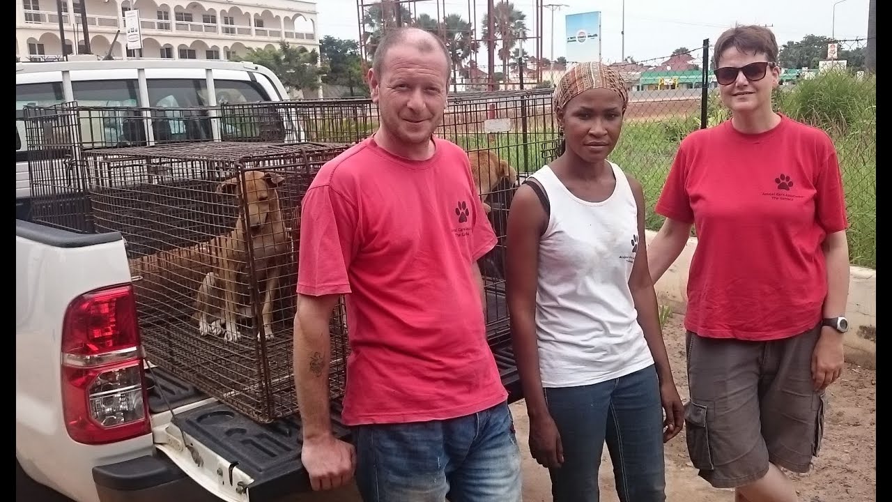 TNR in Gunjur - 20 dogs! - YouTube