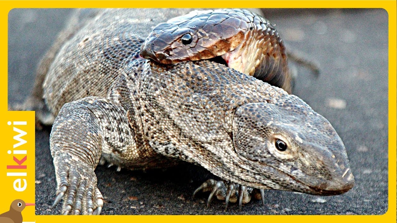 Varano lucha por su vida contra una enorme cobra - YouTube