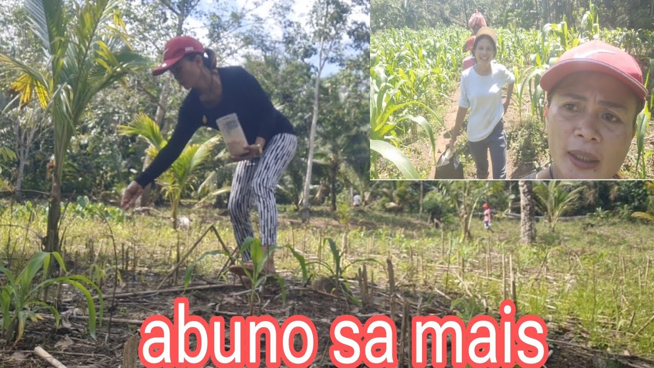 BUHAY PROBINSYA | MAG-ABUNO SA MAIS | FERTILIZER FOR THE CORN ...