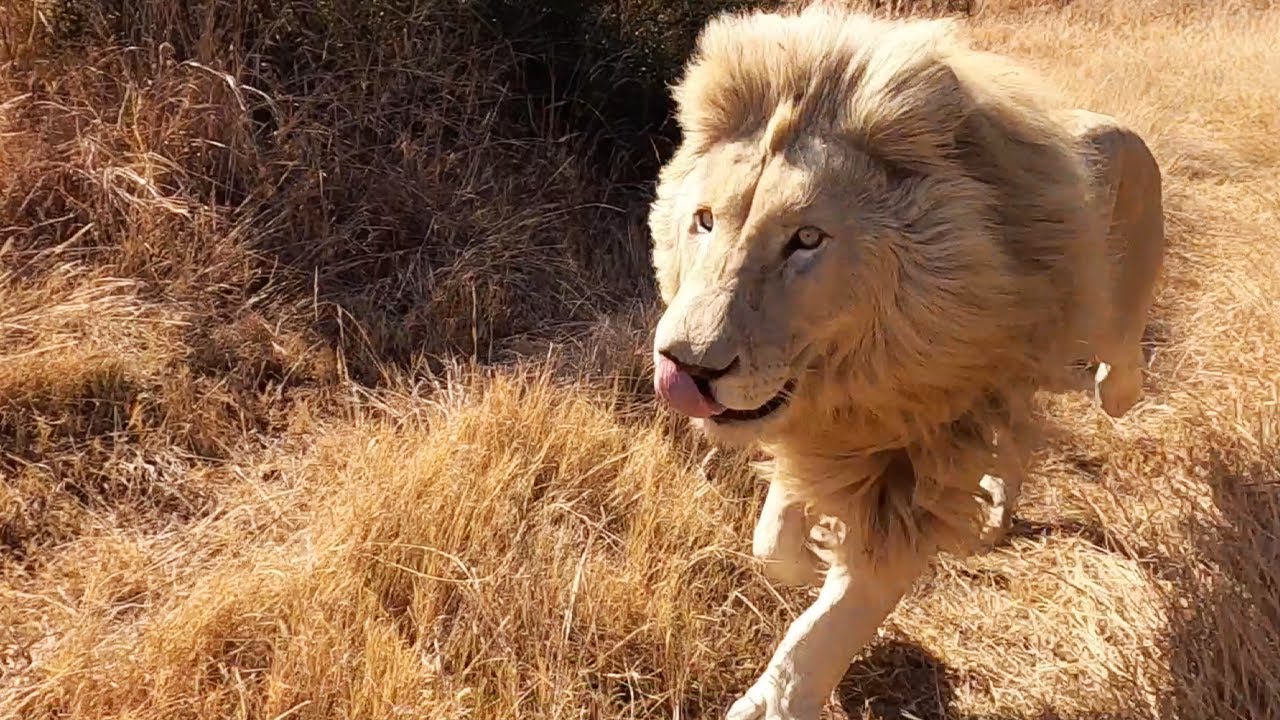 Thor’s Pride: Behavioural Changes from Cubs to Adults | The Lion ...