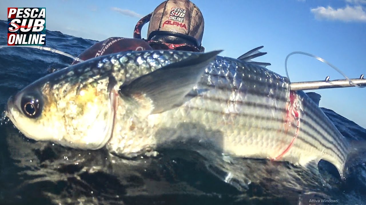 PESCASUB : Sicilia pesca apnea in 2 metri - Pesca subacquea Bassofondo ...