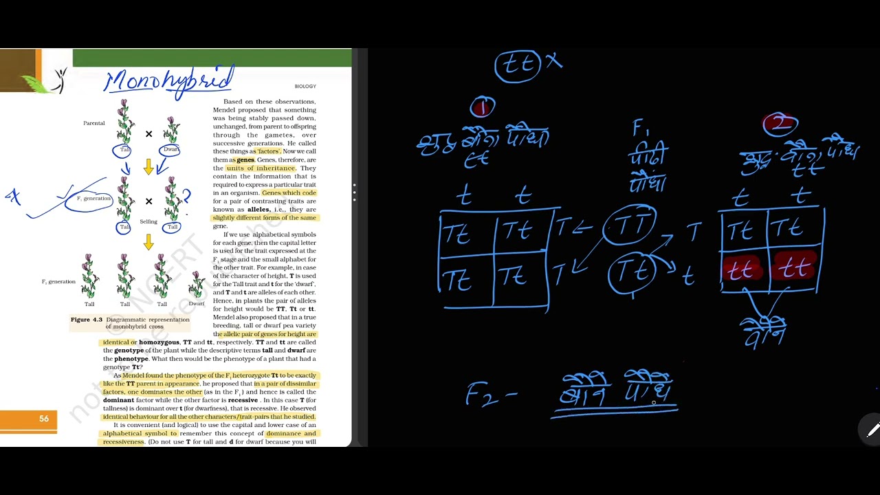 GENETICS SERIES/NCERT Class -XII: Chapt.4/L4/Inheritance of One Gene ...