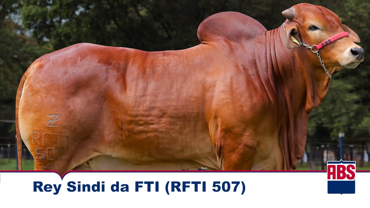 REY SINDI DA FTI (RFTI 507) - Touro Sindi Leiteiro ABS - YouTube
