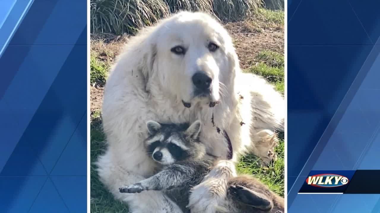 Central Hardin students design walker for disabled raccoon - YouTube
