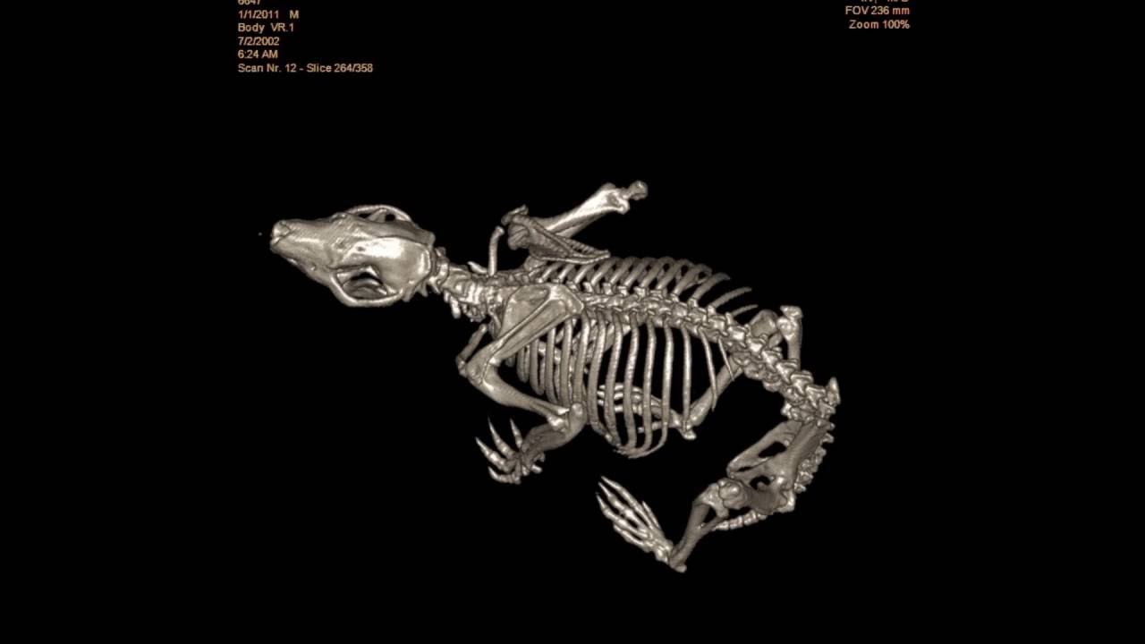 CT scan of a hedgehog - YouTube