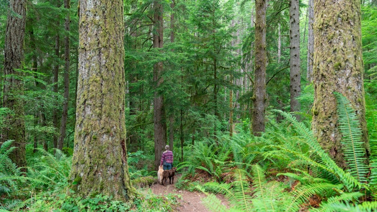 The PNW Forest is INCREDIBLE! | Bellingham, Washington - YouTube