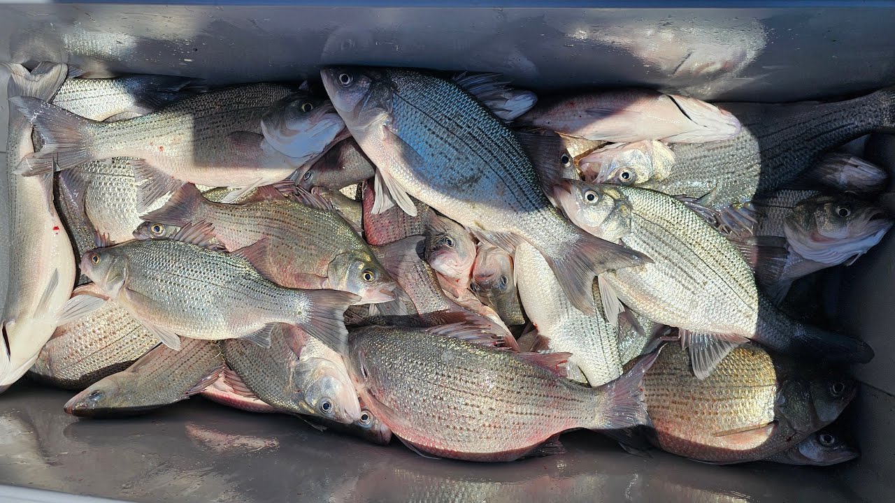 Pesca en Michigan 🎣💪 Alamar Miami - YouTube