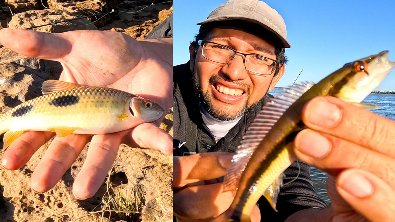 PESCA de HERMOSOS PECES 🐟 A METROS DE CASA 🏠? 😱 - YouTube