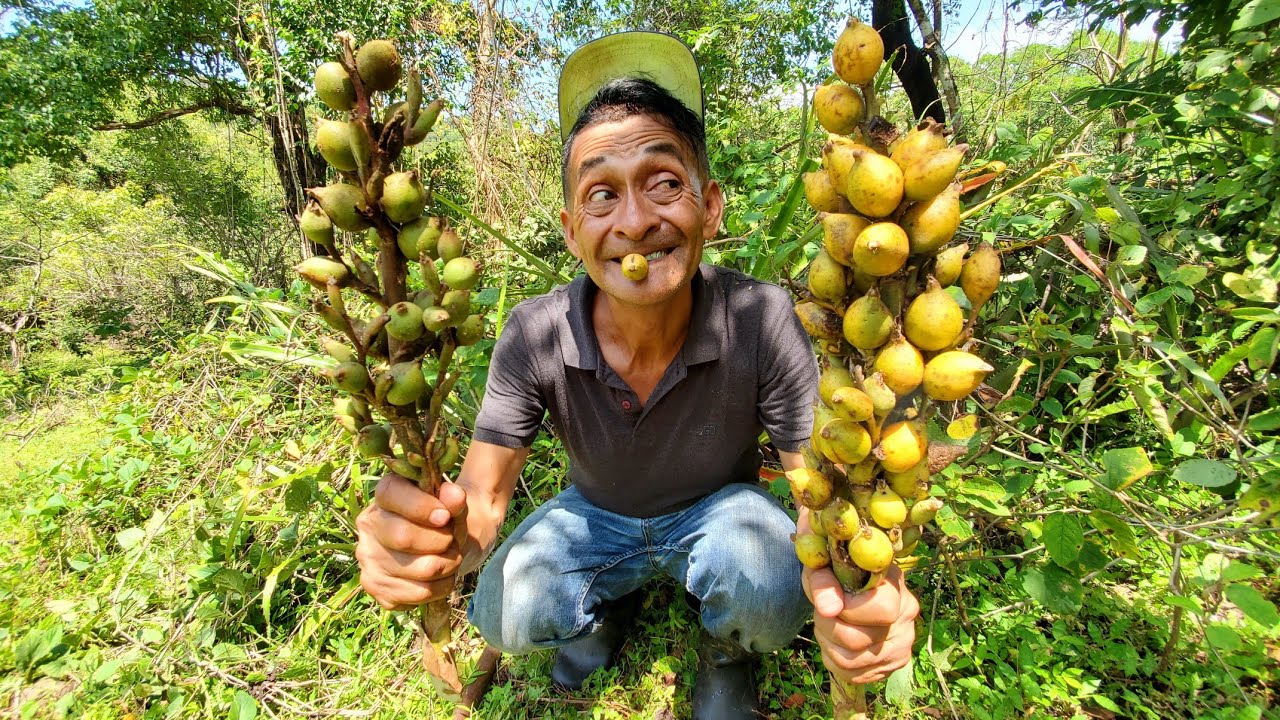 Esta es la piñuela cola de garrobo | el salvador - YouTube