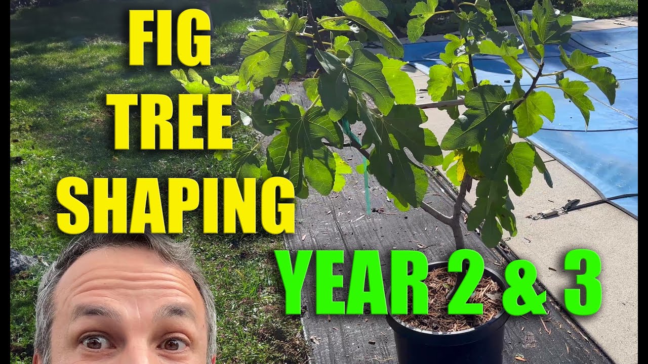 BEST Fig Tree Training Method: YEARS 2 & 3 - YouTube