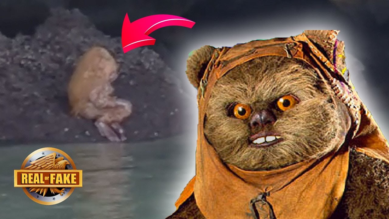 Real or Fake? Mystery EWOK-LIKE Creatures Discovered & More - YouTube