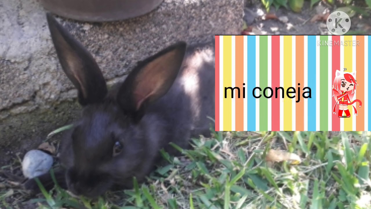 mi coneja - YouTube