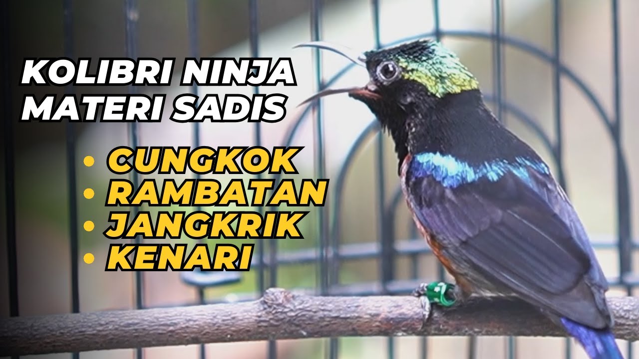 BURUNG KOLIBRI NINJA ISTIMEWA MATERI CUNGKOK, RAMBATAN, JANGKRIK ...