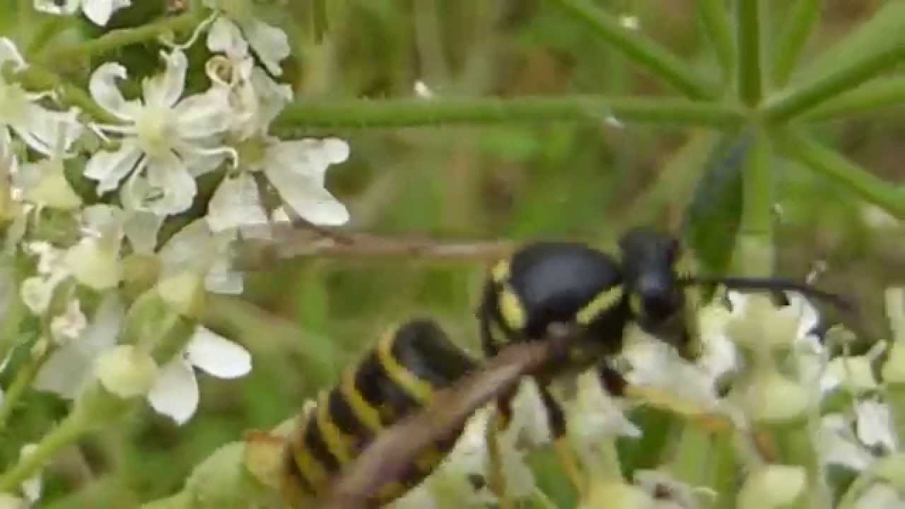 Vespula vulgaris - Holugeitungur - Geitungur - Hvönn - Skordýr - Flugur ...