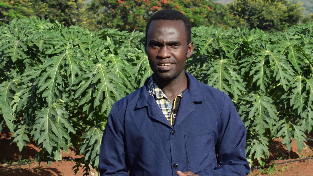 KILIMO CHA PAPAI ZA KISASA - YouTube